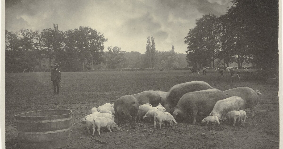 Vaak varkenspest tussen de oorlogen, maar geen epidemie | Land van ...