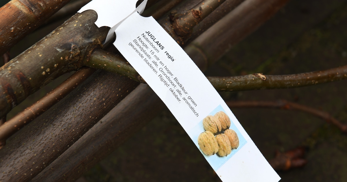 Gratis bomen en struiken voor inwoners van Arnhem en Ede | Arnhem | De ...