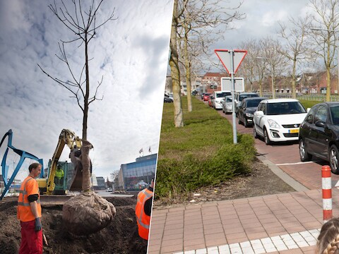 109 bomen zijn er speciaal voor nieuwe wijk neergezet, maar gaan nu ...