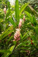 Hoe doet de palmboom het in de steeds hetere Nederlandse zomers? | Foto ...