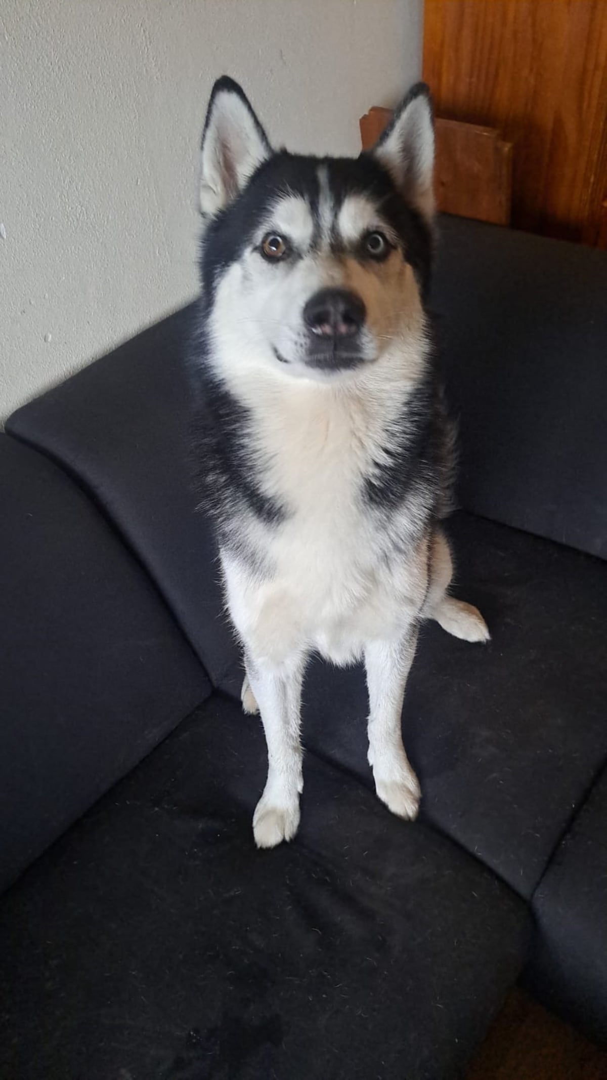 Heb jij Togo gezien? Dit huisdier wordt in Arnhem vermist | Arnhem | De ...