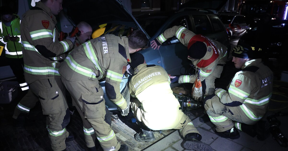 Arnhemse kat Leeuw aan verwondingen overleden na beknelling in auto ...