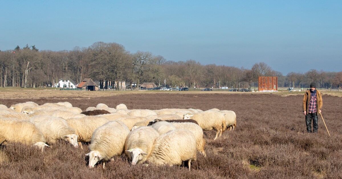 Schapenhouder neemt geen enkel risico meer na massale slachting in Ede ...