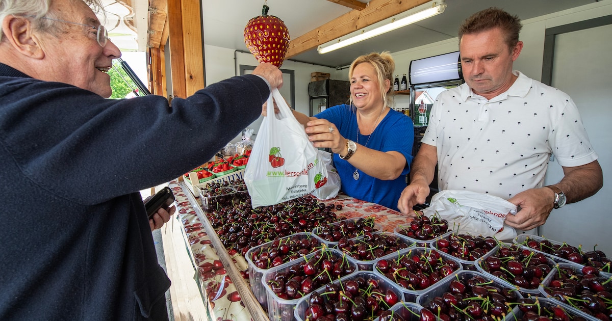 Vroege kersenoogst dankzij zonovergoten voorjaar: ‘Veel meer zon, dus ...