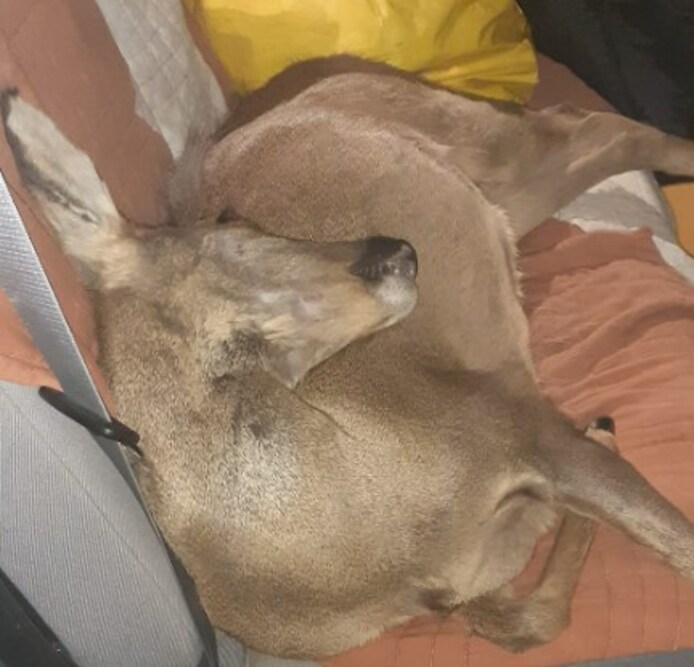 Man stopt op snelweg om gewonde ree te redden: ‘Heldendaad, met gevaar ...