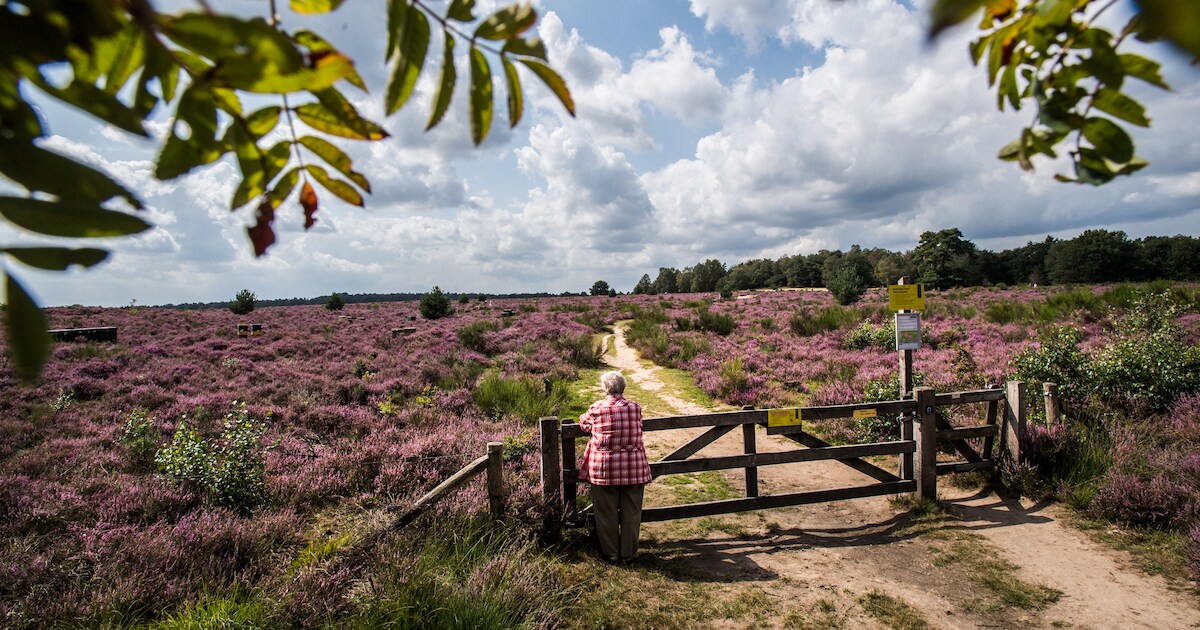 Bloeiende heide van de Posbank: dé attractie van Nederland | Regio | De ...