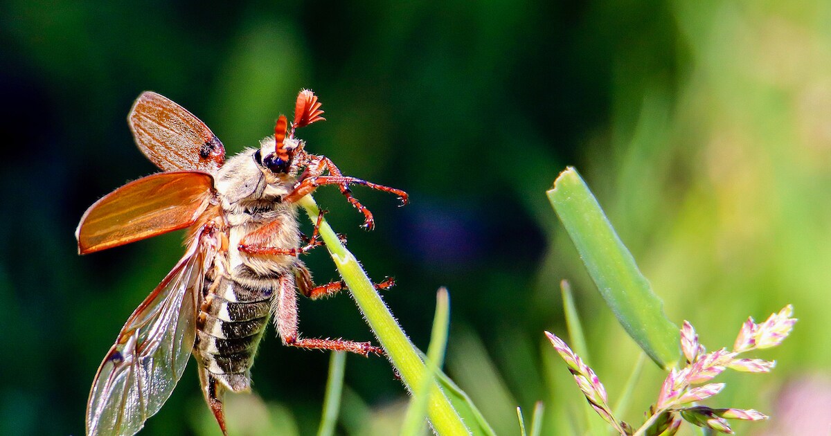 ‘What the fuck’ waren die meikevers toch aan het doen? | Mijndg ...