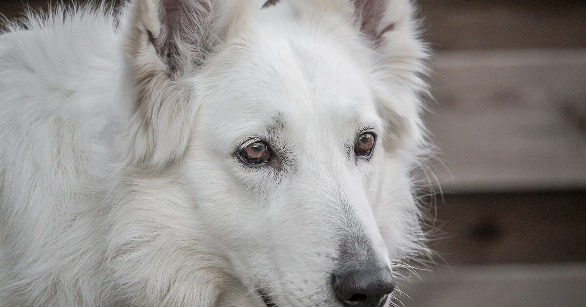 Gescheiden Fred en Tina staan voor dérde keer voor de rechter over wie ...
