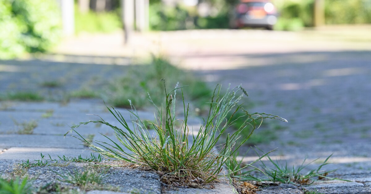 Het openbaar groen in Neder-Betuwe staat er niet goed bij | Regio | De ...