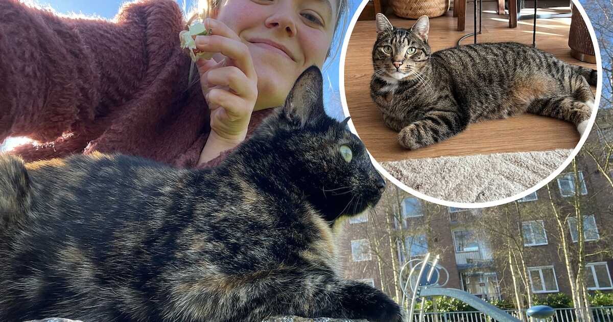Katten lopen mee als baasjes gaan stemmen en raken hopeloos verdwaald ...