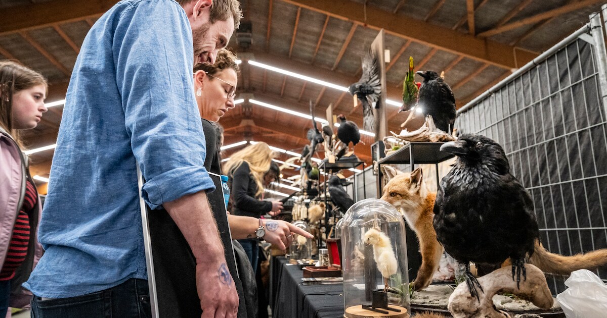 Een buldog-puppy op sterk water? Het afwijkende wordt gewoon op de ...