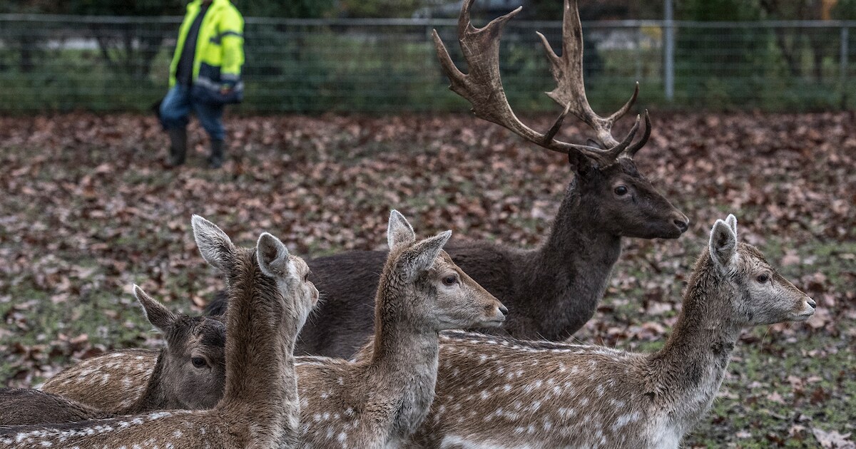 Vier Tielse hindes kunnen opgelucht zwanger zijn | Tiel | De ...