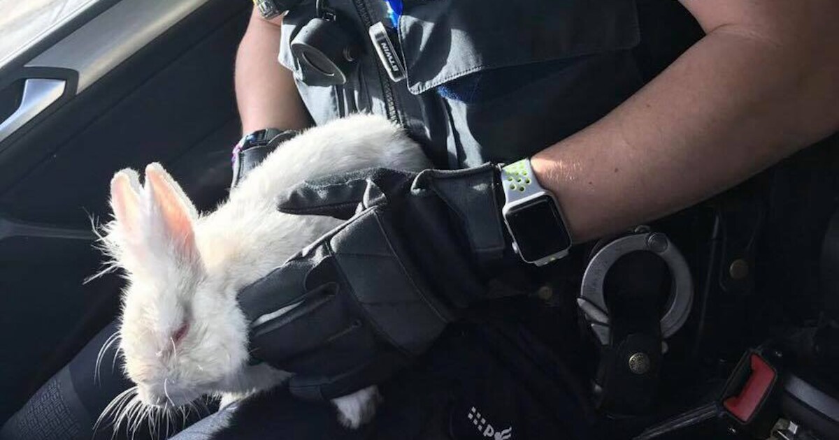 Man staat met konijn te zwaaien op station in Nijmegen | Nijmegen e.o ...