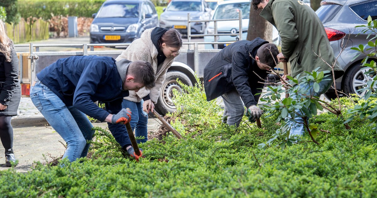 Struikrovers in Rijen op zoek naar een hulst, een perkplant of een ...