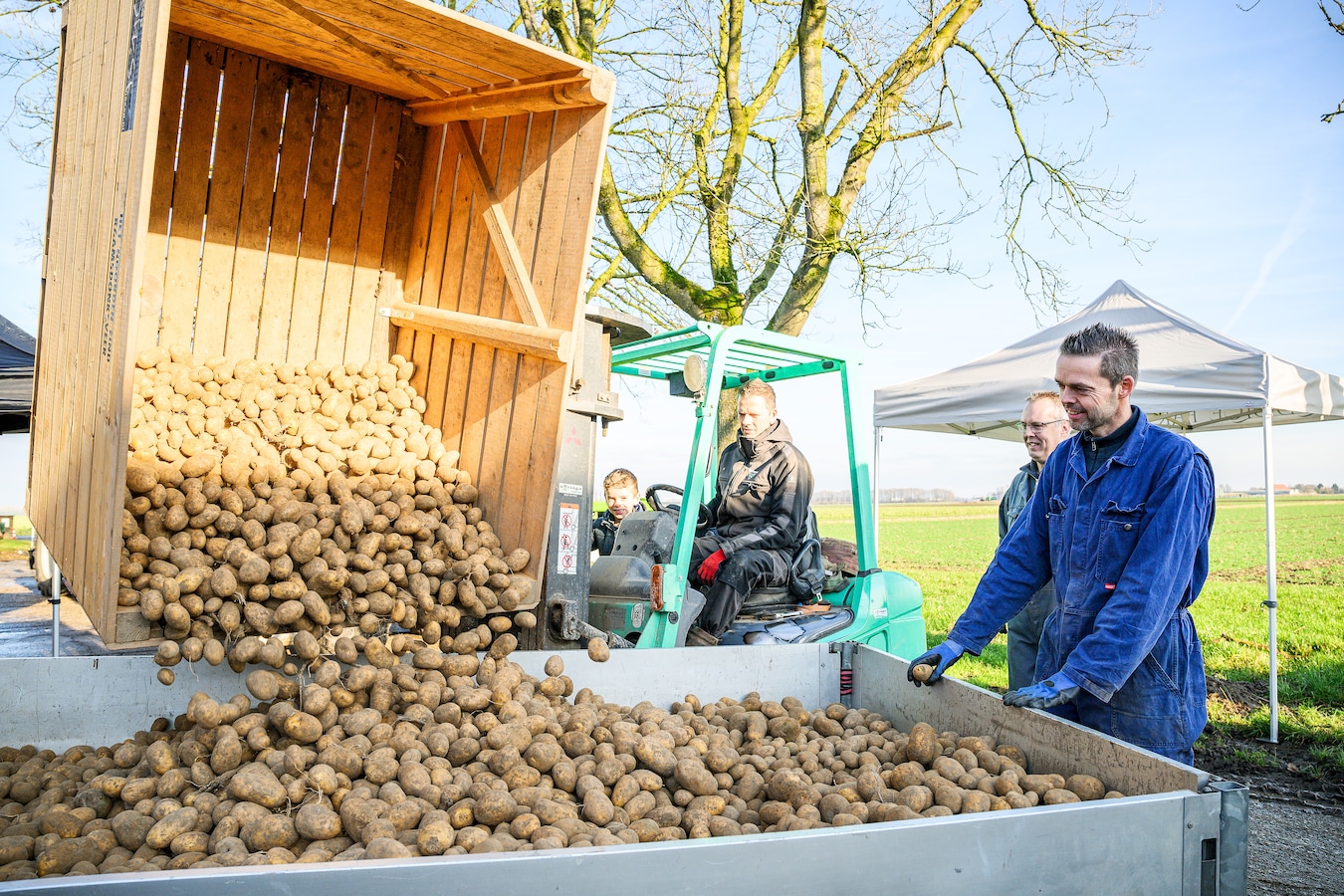Honderden mensen redden vandaag 60.000 kilo ‘aardappelkneusjes’ op erf ...