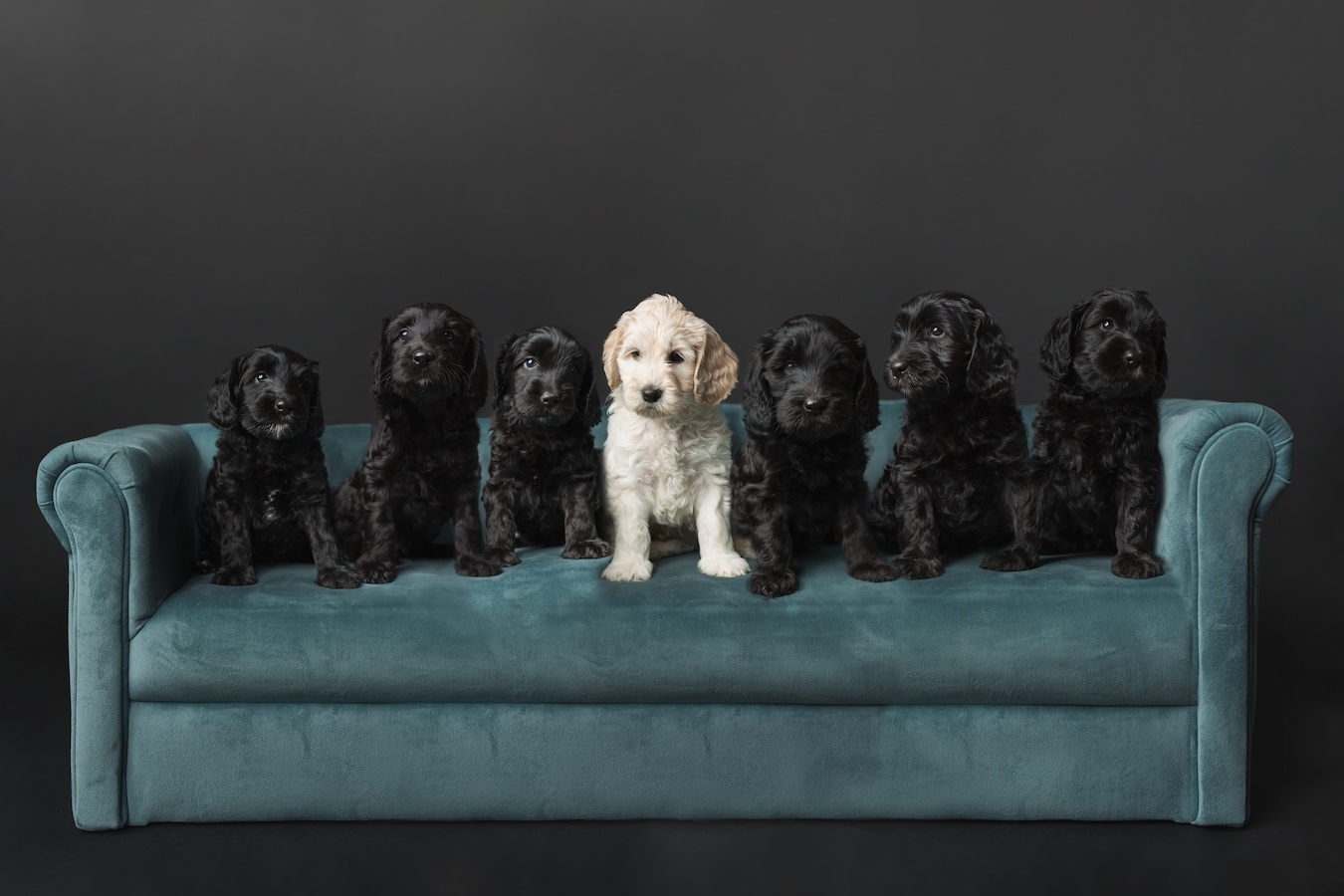 Janine uit Hengelo fokt ‘doodles’ en verbaast zich soms: ‘Die zwarte ...