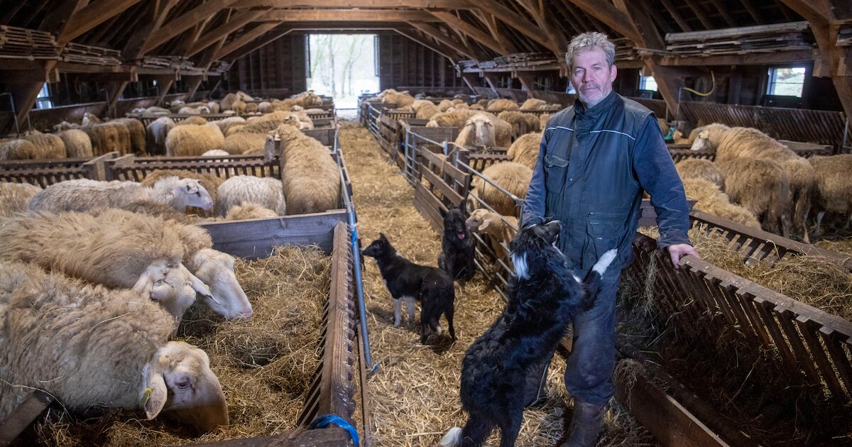 Lammetjesdag op Eder Heide bij schaapskooi van Herder Aart | Ede | De ...