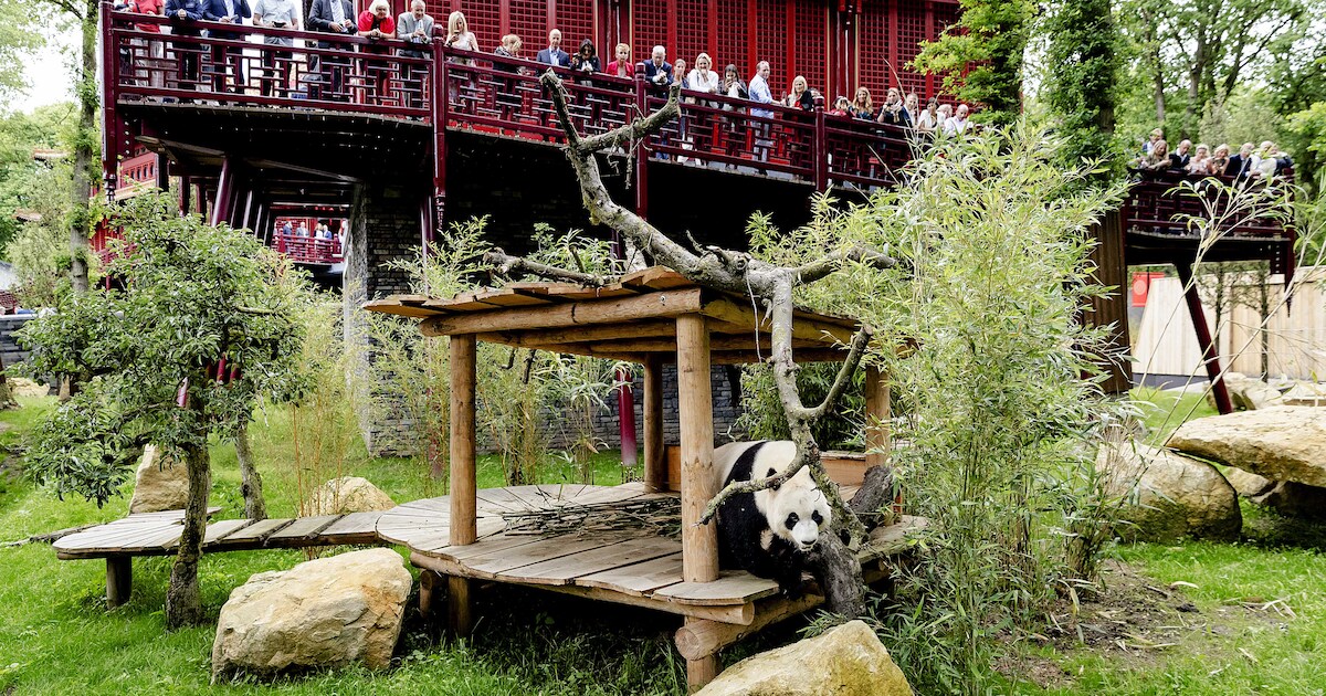 Babypanda kost Ouwehands Dierenpark half miljoen euro | Rhenen | De ...