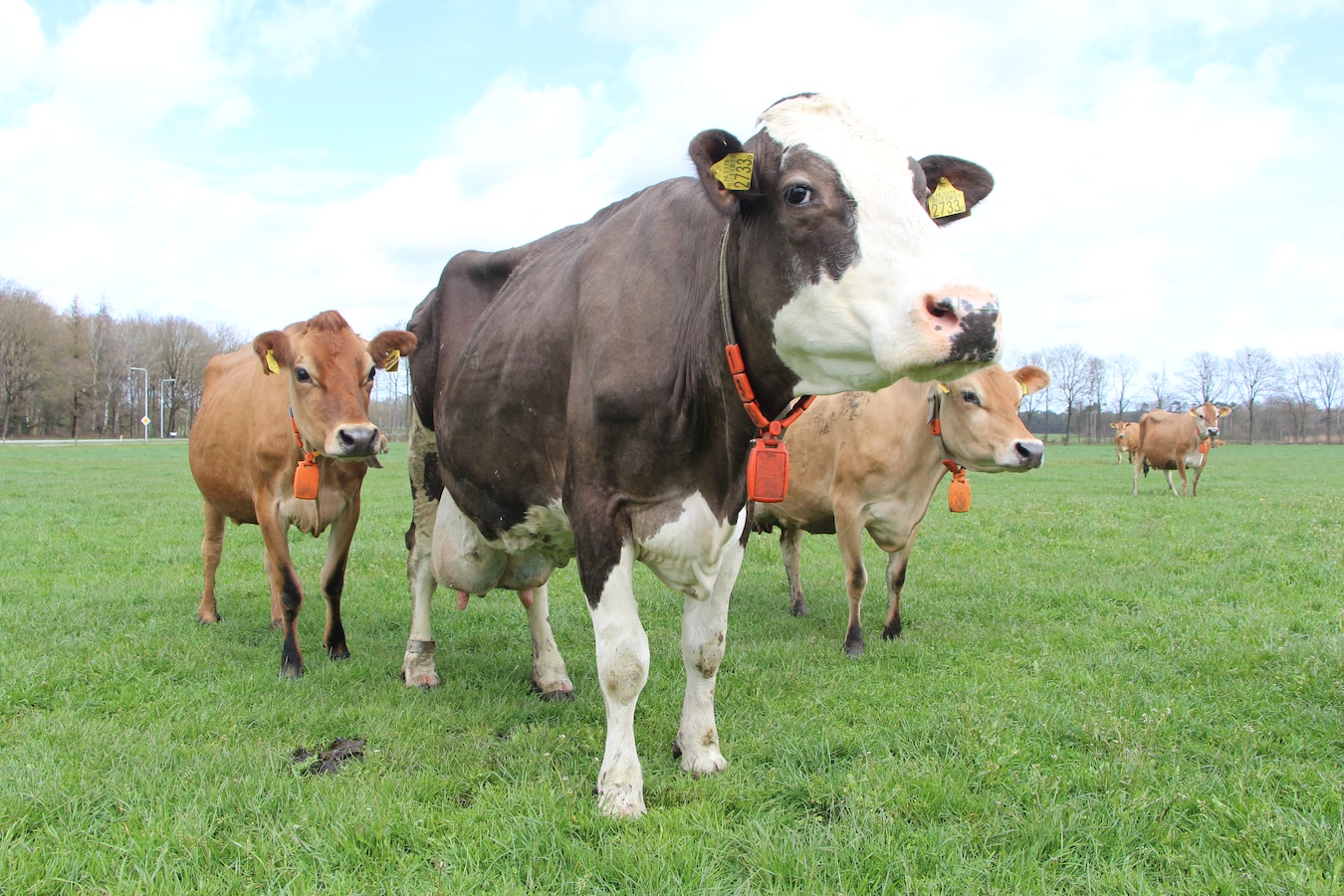 Oma Koe is al op leeftijd, maar produceert nog altijd 33 liter melk per ...