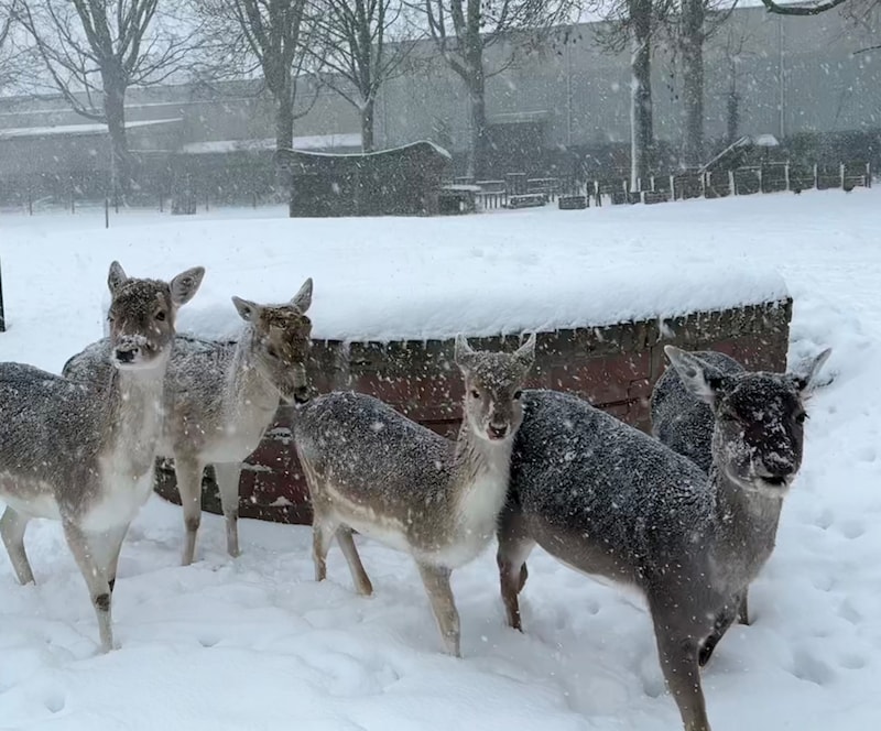LIVE Sneeuw in Brabant | Code oranje in Brabant verlengd tot 16.00 uur ...
