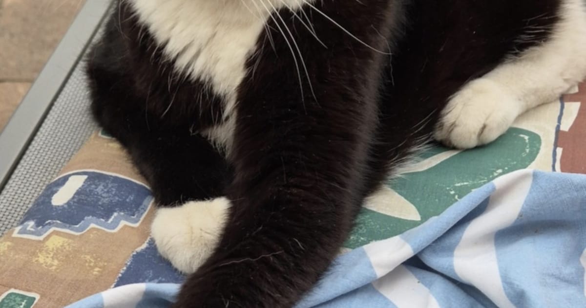 Heb jij Tomba, Siep of Guus gezien? Deze vier huisdieren worden in Land ...