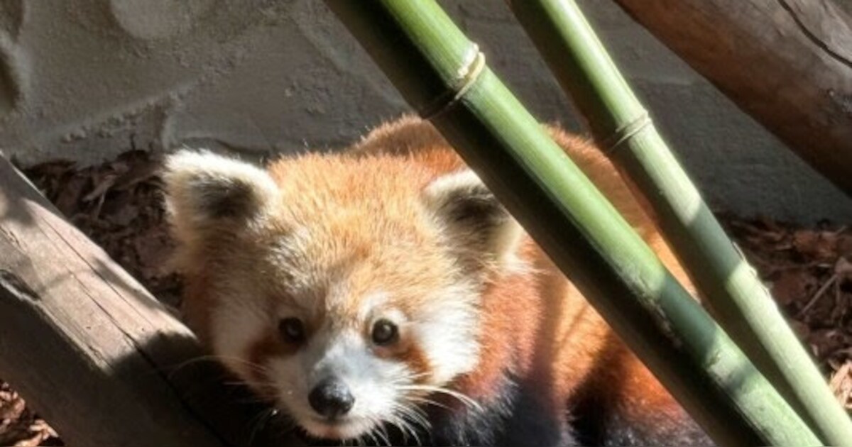 Nieuwe rode panda voor Eindhoven Zoo: hoop op toekomstig liefdeskoppel ...