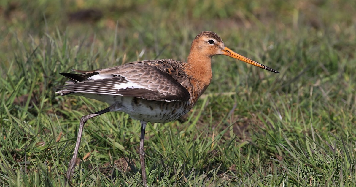 Windmolens ‘zijn bedreiging’ voor weidevogels in deze polder: ‘Heeft ...