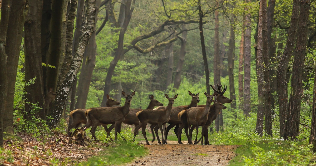 Edelherten spotten tijdens avondexcursie op de Veluwezoom | Regio | De ...