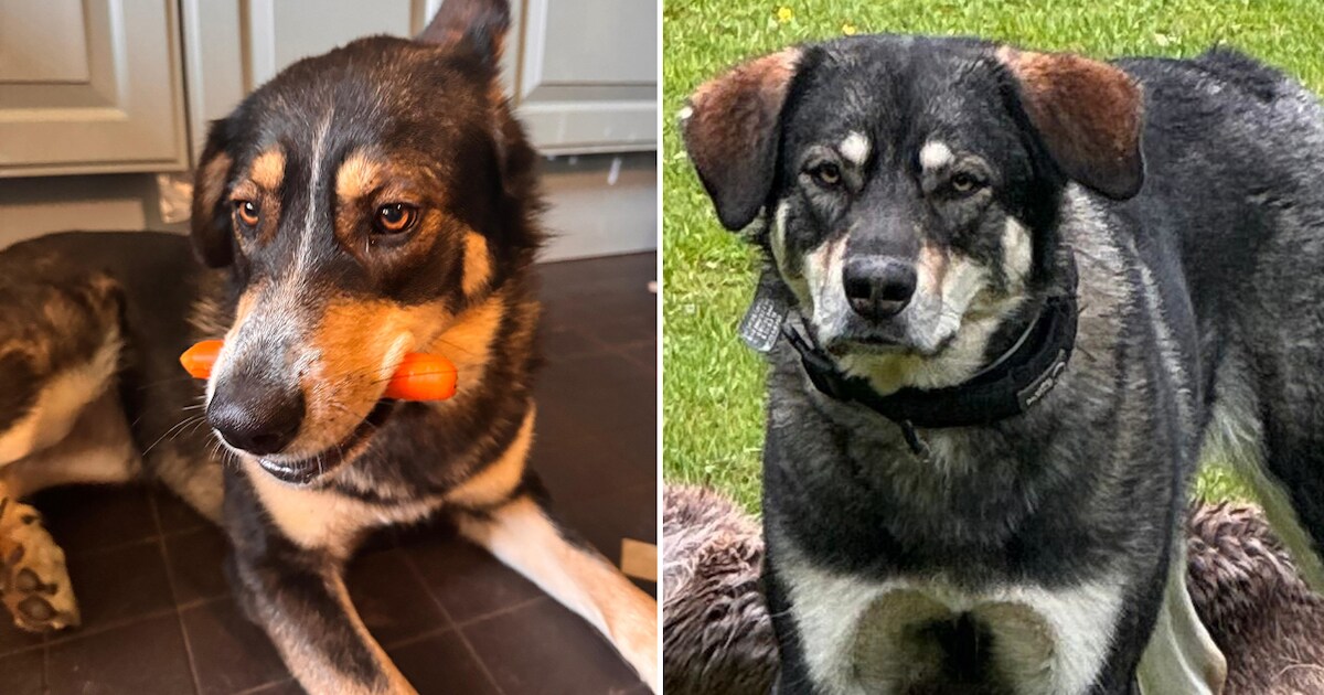 Annemarie zoekt wanhopig naar haar honden Victoria en Josephine: ‘Dit ...