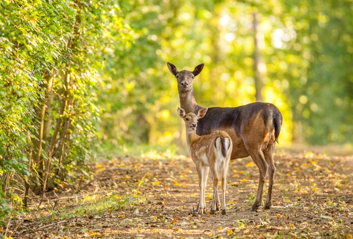Damhert sterft ellendige dood na gevecht met schrikdraad: ‘Bizar ...