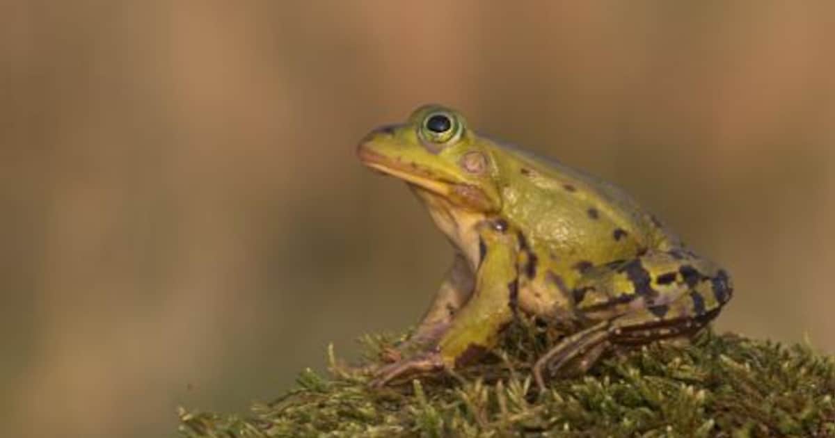 De poelkikker is blij met verhuizing, natuurclubs met de eer en het ...