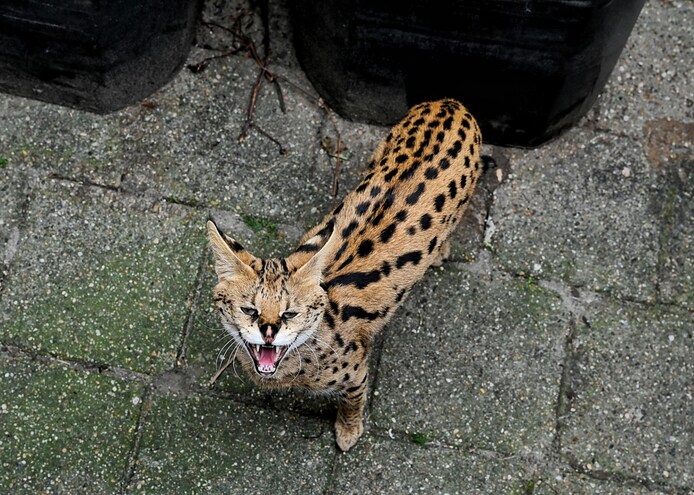 Ontsnapt exotisch dier loopt door tuin met scharrelende kippen ...