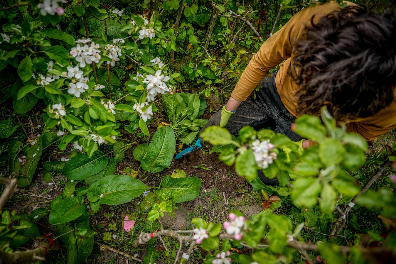 Bijna jaar is hij paria bij de moestuin, nu staat Oscar weer tussen ...
