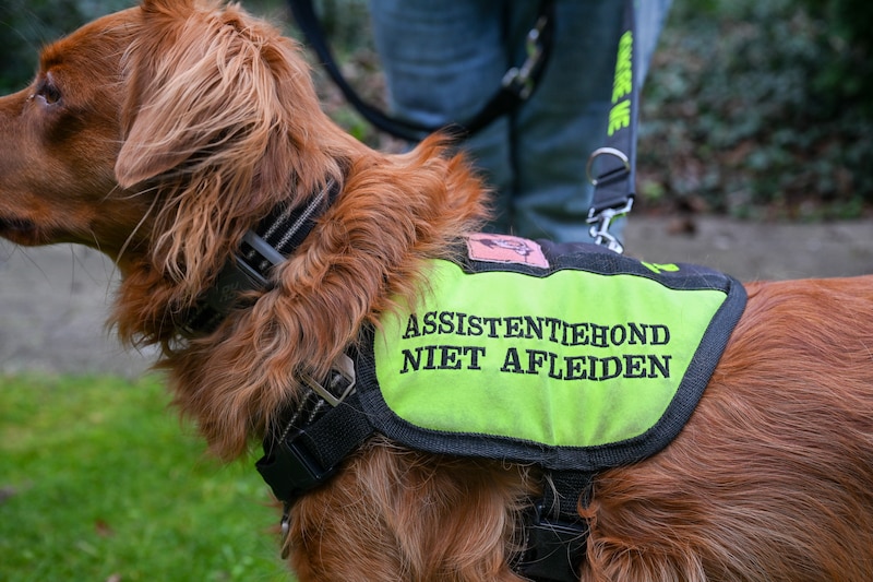 De onzichtbare kracht van een psychosociale hulphond | Opinie | De ...