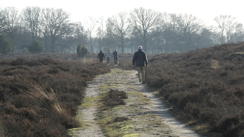 Winterwandeling in Staatsbossen Sint Anthonis | Regio | De Gelderlander.nl