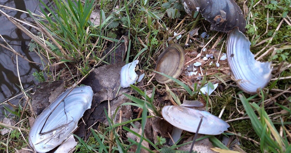 Het gelukkige leven in een schelp (als je tenminste niet wordt ...