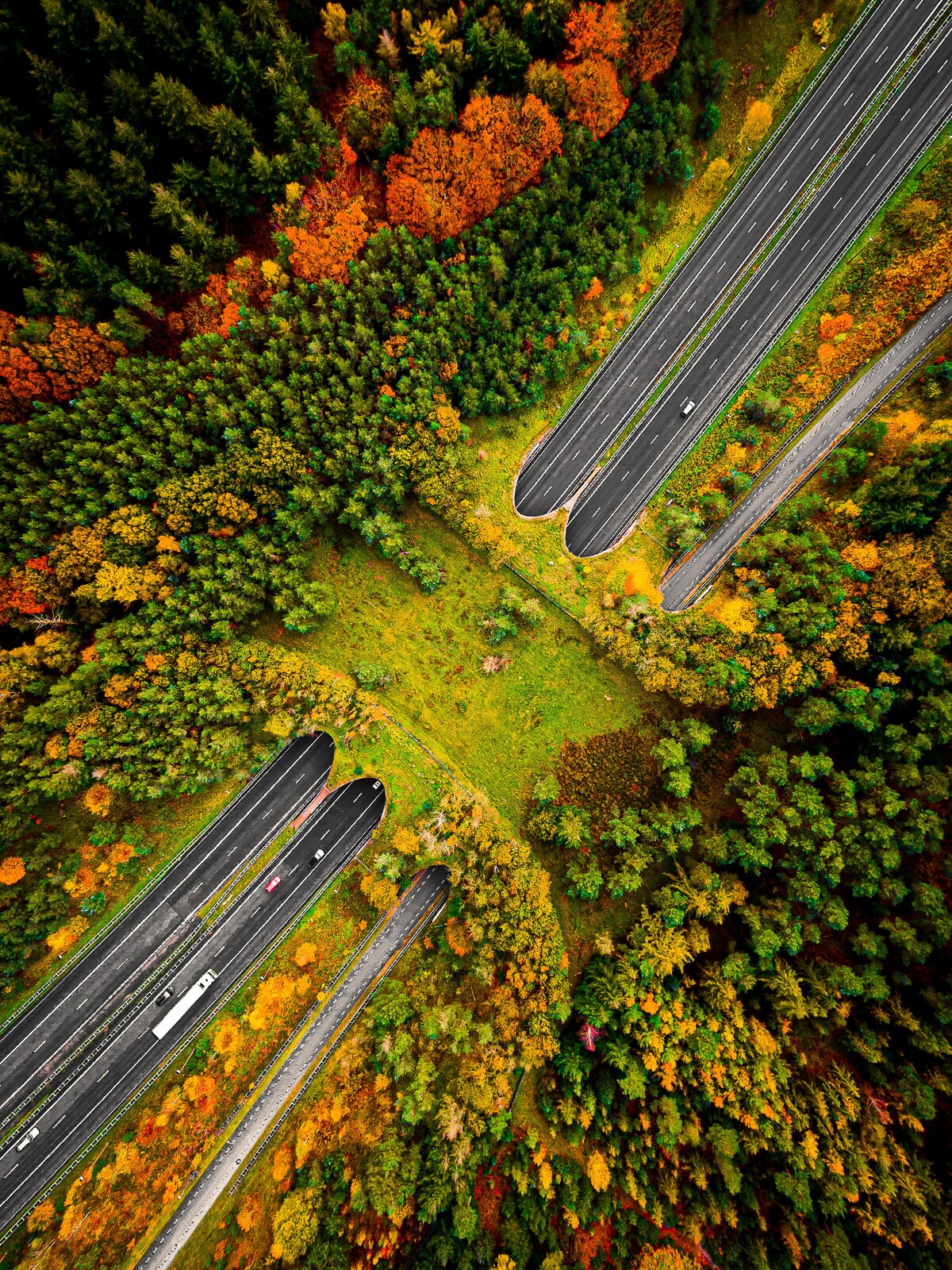 Prachtige foto van ecoduct bij A50 gaat viraal: ‘Ik heb geluk gehad ...