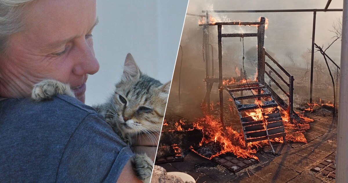 Verwoestende bosbrand teistert Grieks eiland, Achterhoekse stichting helpt opvang van 300 dieren ...