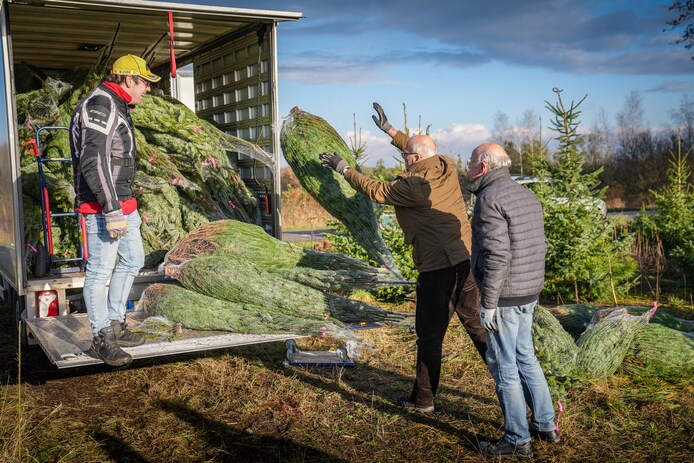 Boswachters kappen honderden kerstbomen voor het goede doel: ‘Staan ...