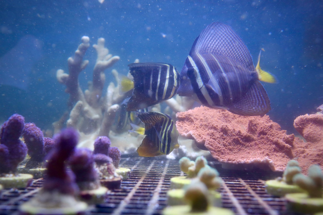 Jonge Bredase ‘koraalridders’ bouwen nu aan fabriek die riffen ...