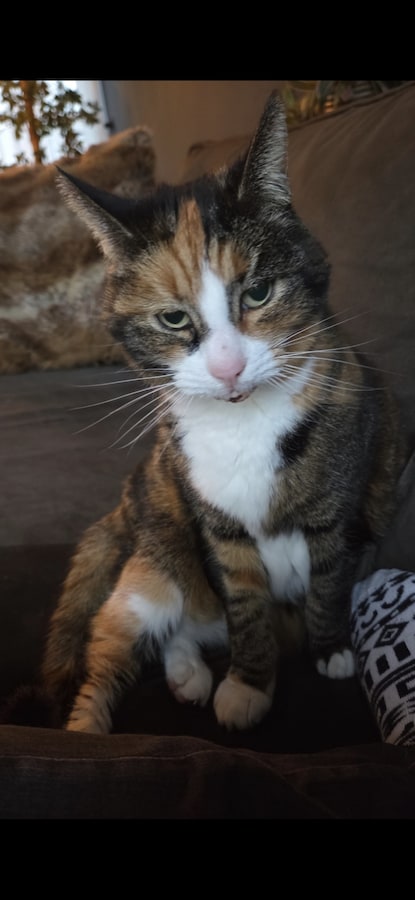 Heb jij Jolene of Mika gezien? Deze twee huisdieren worden in Zevenaar ...