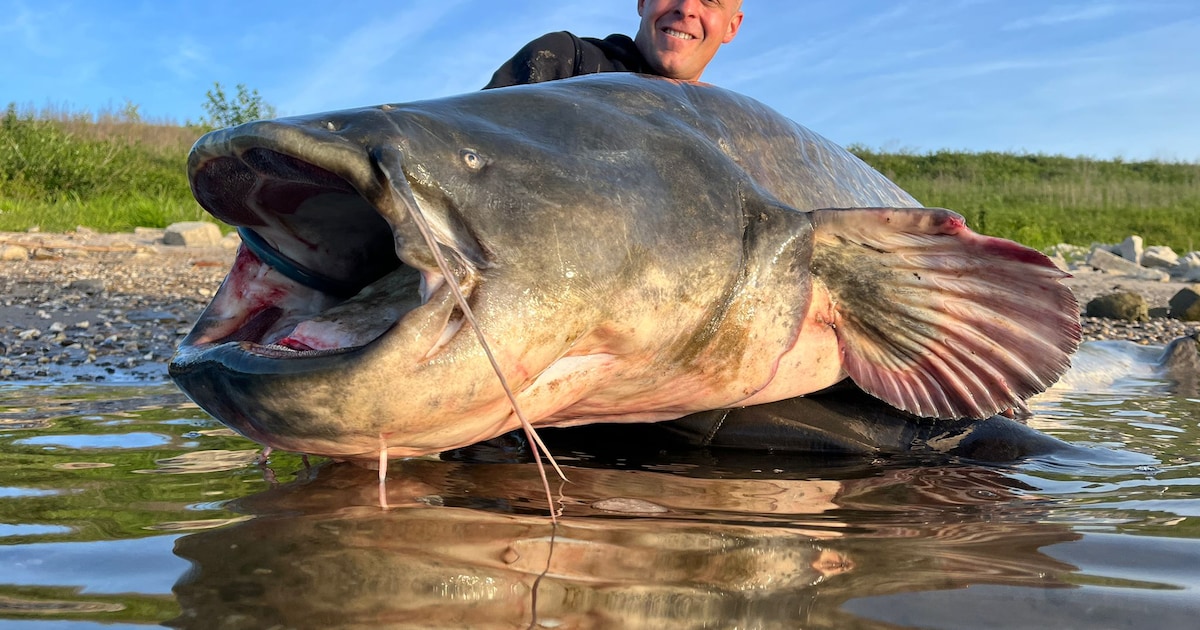 Recordvisser Paul haalt wéér een enorme meerval uit de Waal: ‘Wat een ...
