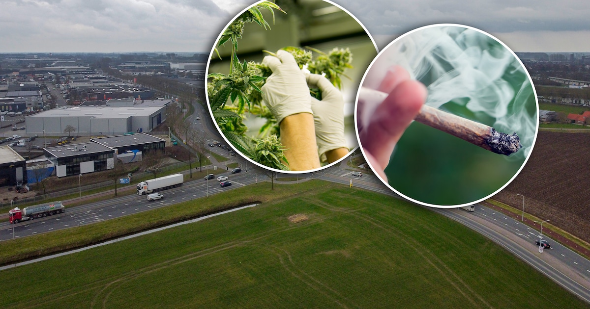 Een drive-thru voor wiet: coffeeshops met vier afhaalloketten komen ...