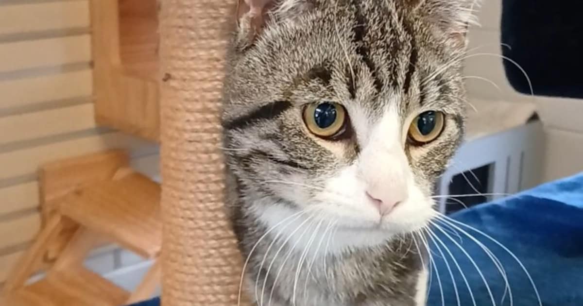 Baasje gezocht: kater Damian zoekt een rustig en stabiel thuis | Regio ...