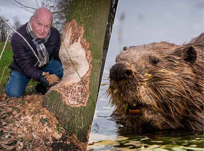 DDR, Biesbosch, Mill: de comeback van de bever raakt nu ook het aangeharkte park | Land van ...