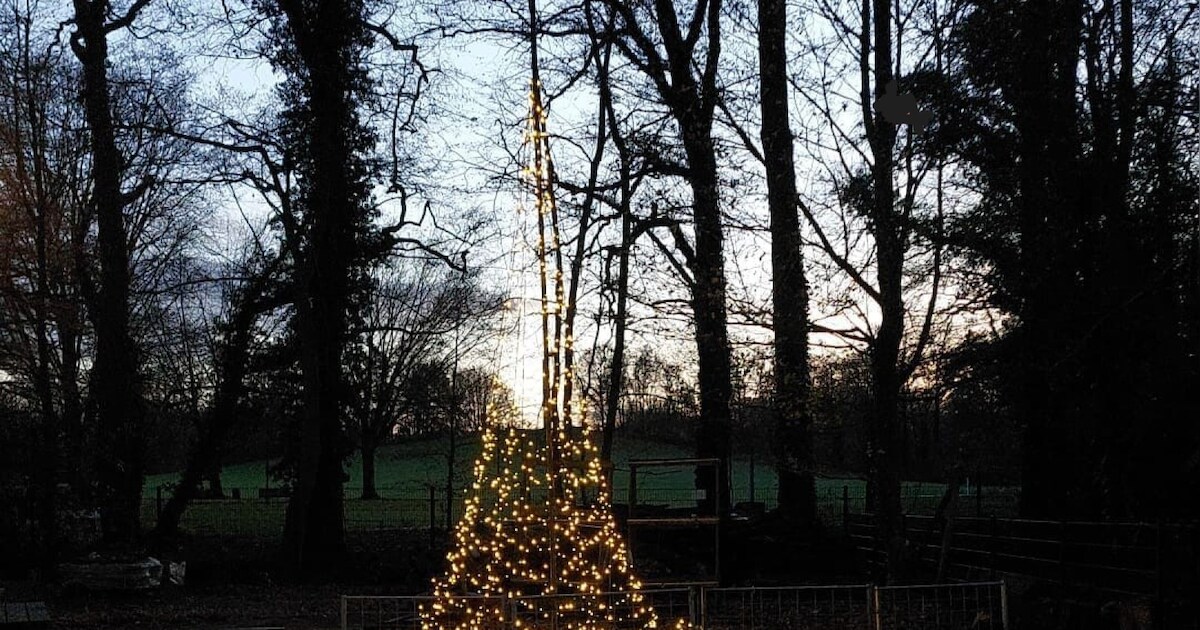 Ongeloof na diefstal van kerstbomen: ‘Ik dacht eerst nog dat de lampjes ...