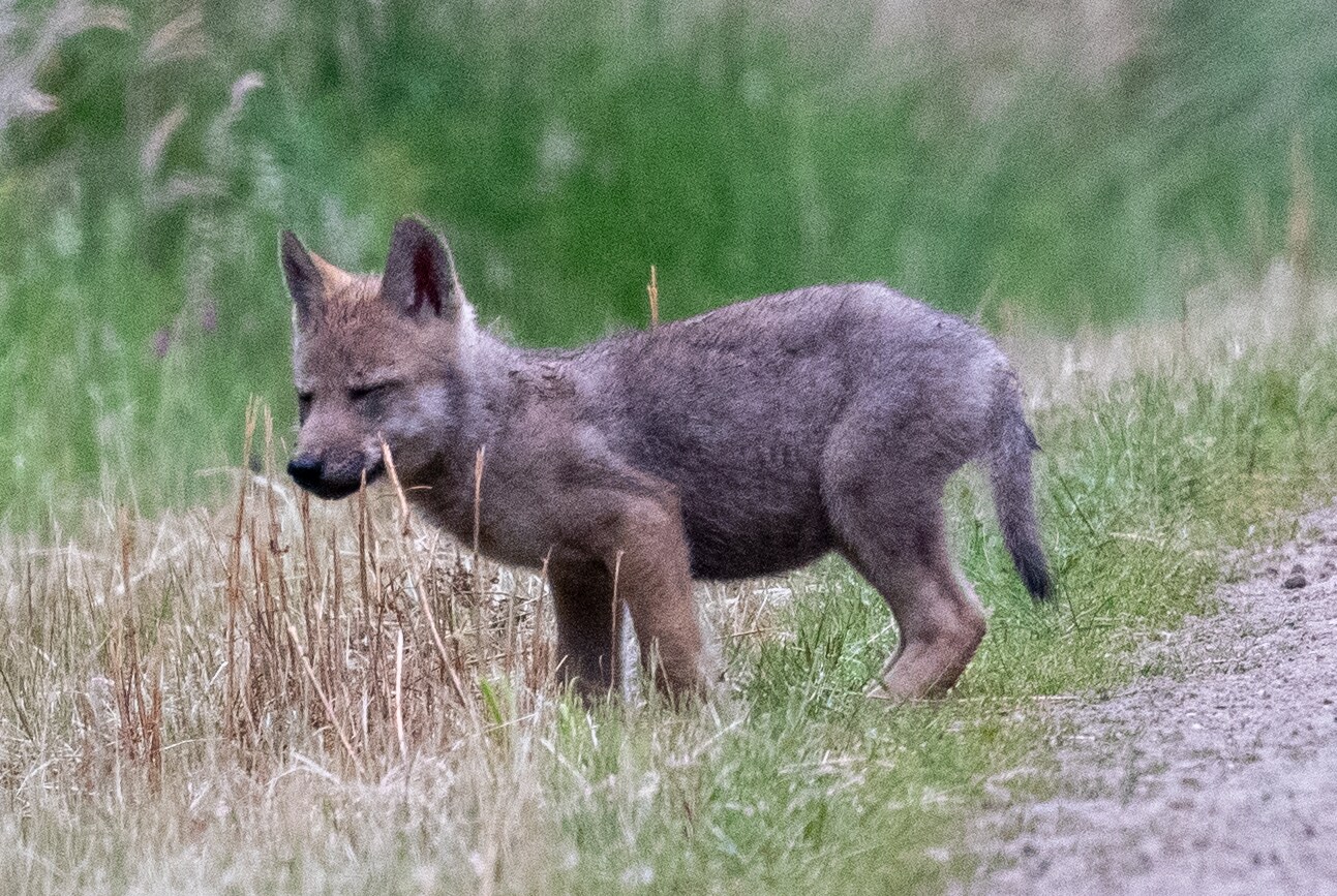Natuurliefhebber Patrick spot jonge wolven: ‘Ze waren met minimaal vier ...