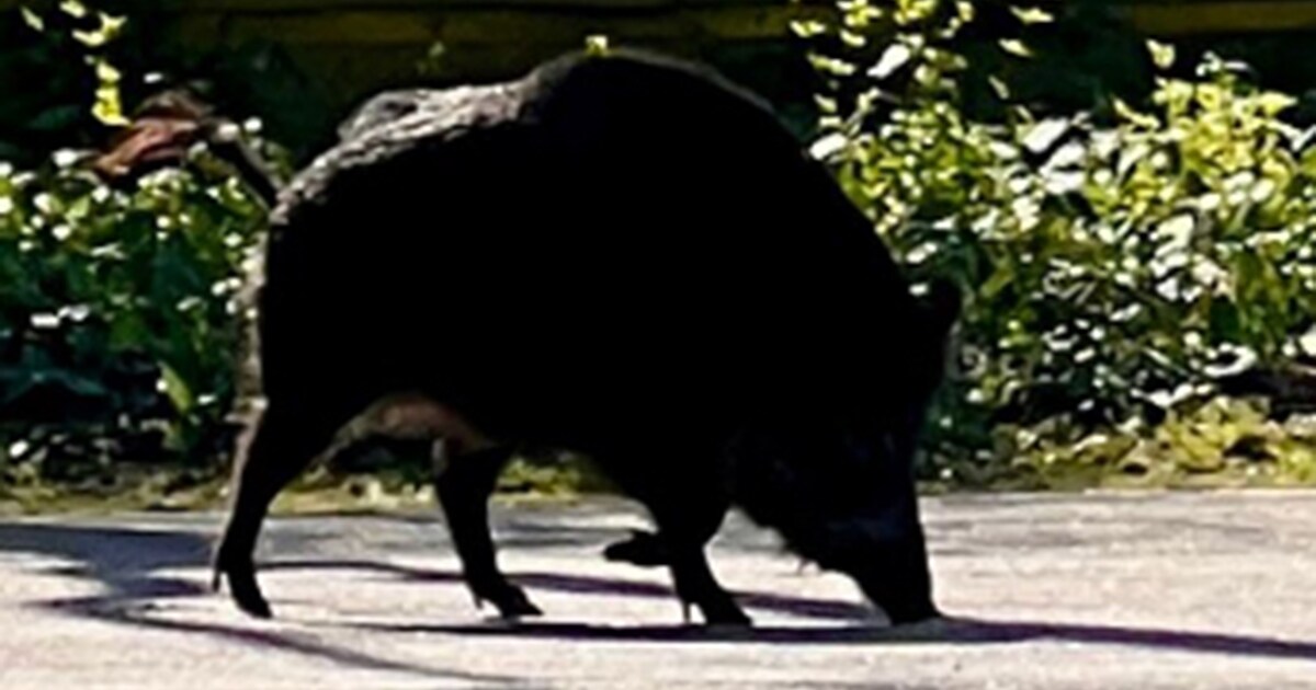 Wild zwijn houdt gemoederen bezig in Driebergen: geen tuin is nog veilig | Utrechtse Heuvelrug ...