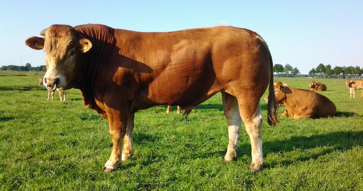 Gevaarlijke stier ondanks zoektocht met drone spoorloos: ‘Benader hem ...