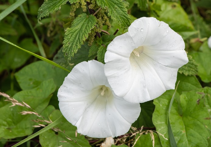 Deze winde heeft prachtige bloemen, maar behoort tot meest gehate ...